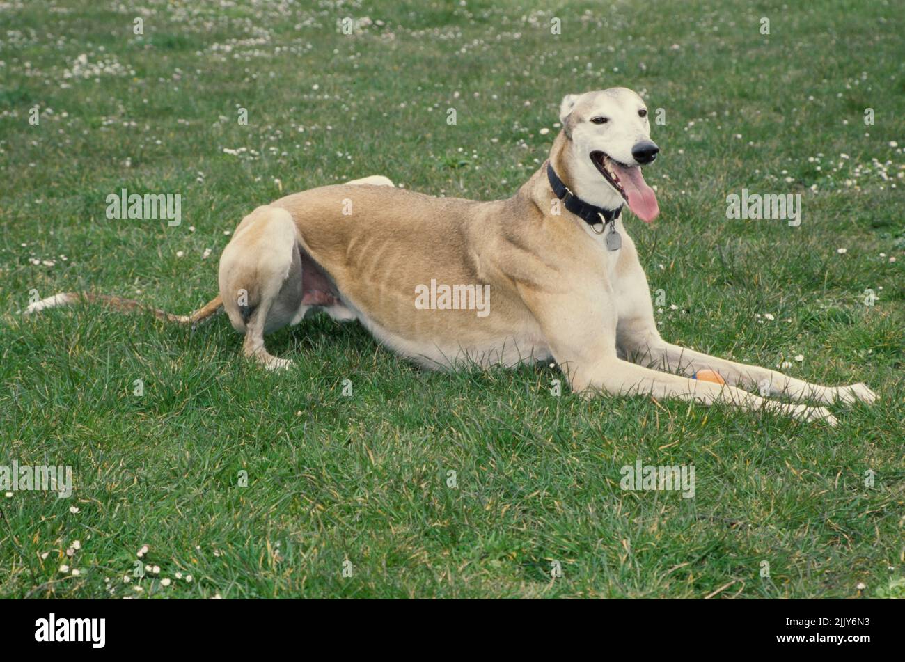 Greyhound laying in grass Stock Photo - Alamy