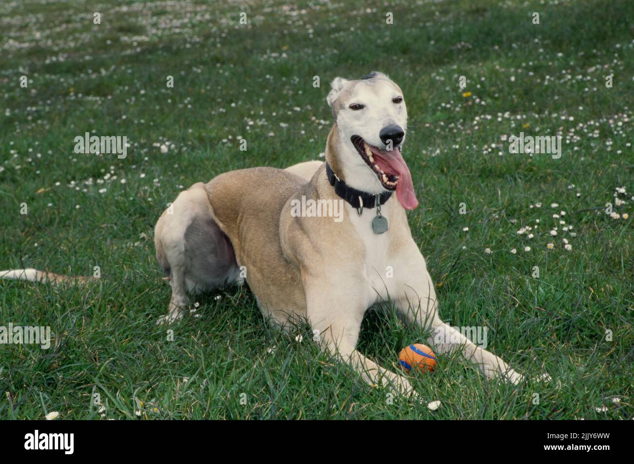 Greyhound laying in grass Stock Photo - Alamy