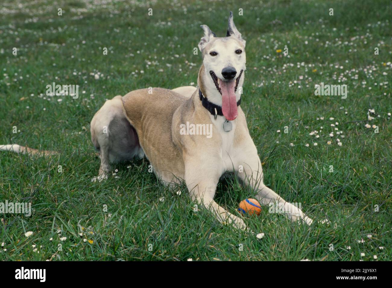 Greyhound laying in grass Stock Photo - Alamy