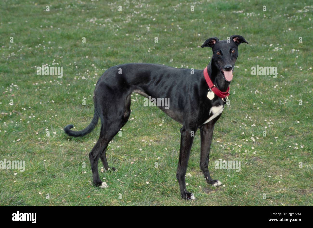 Greyhound standing in grass Stock Photo - Alamy