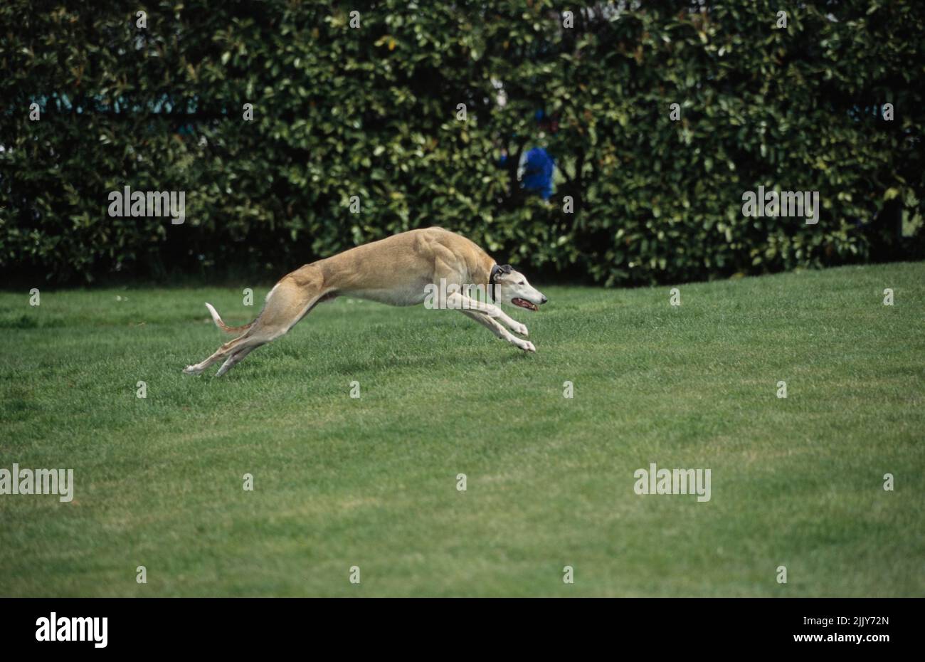 Running paws hi-res stock photography and images - Alamy