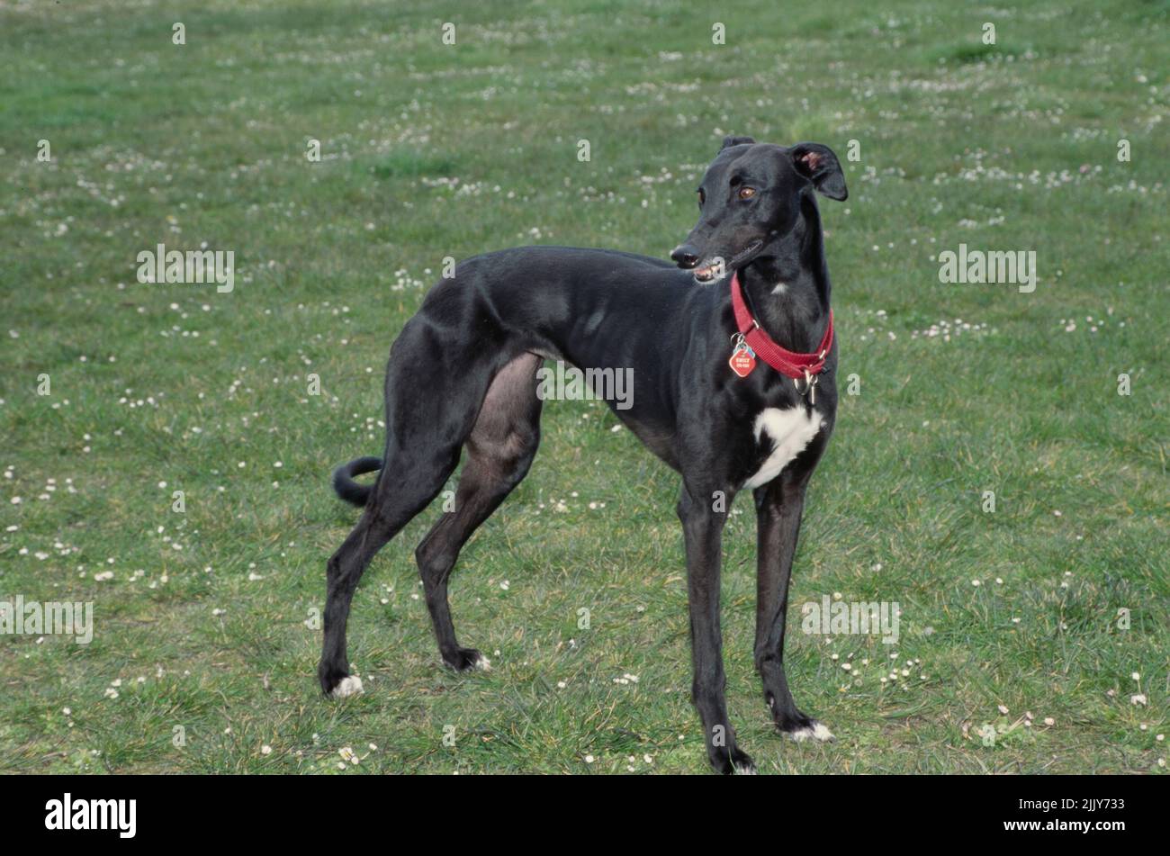Greyhound standing in grass Stock Photo - Alamy