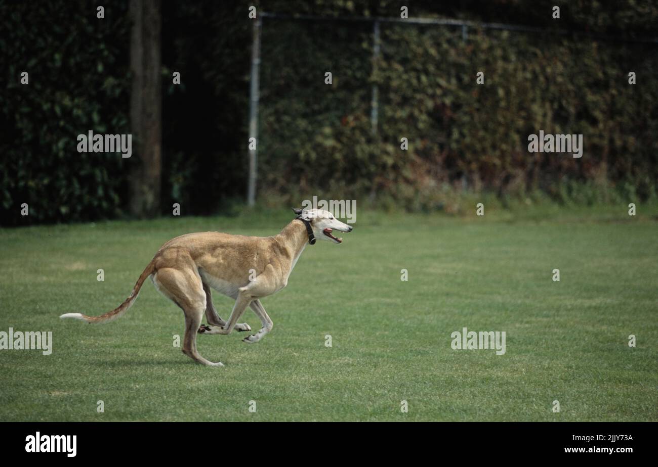 Greyhound running in yard Stock Photo - Alamy