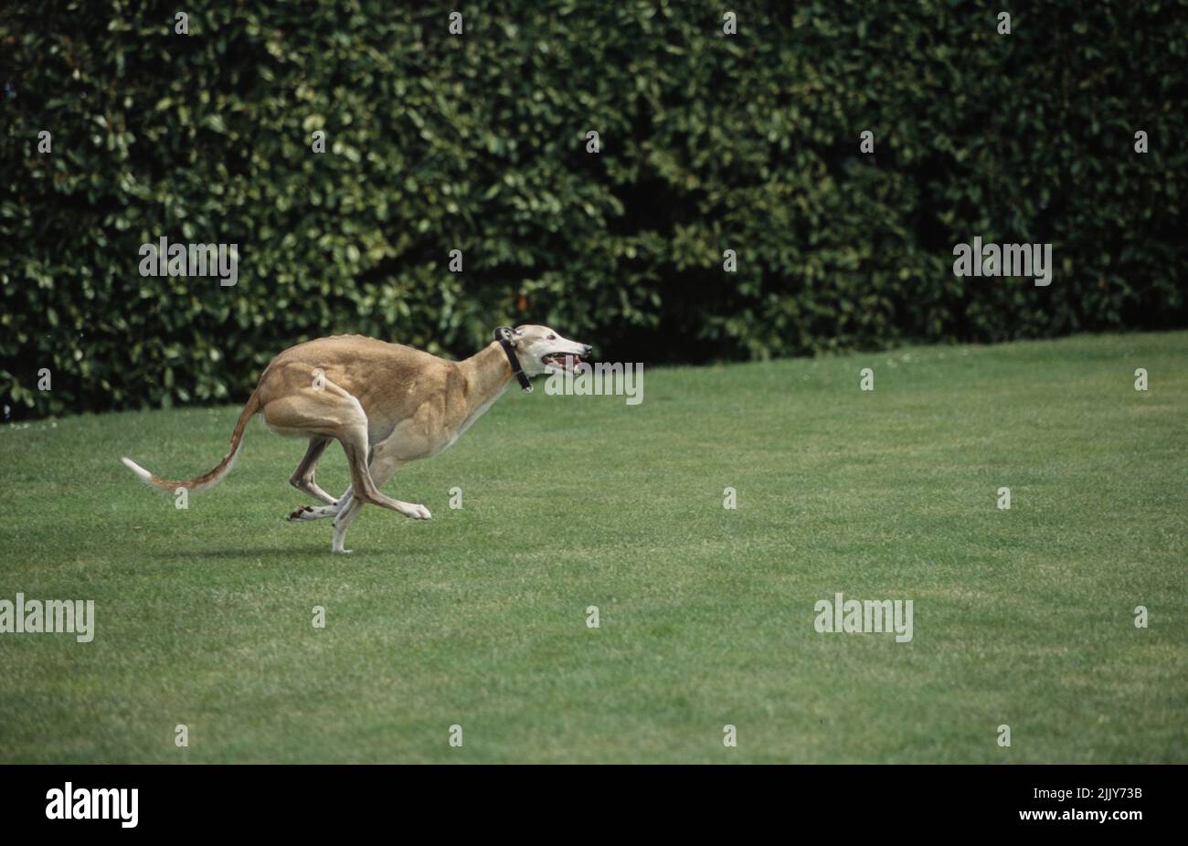 Greyhound running in yard Stock Photo - Alamy