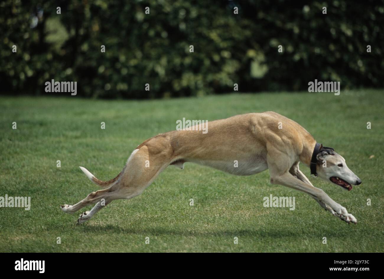 Greyhound running in yard Stock Photo - Alamy
