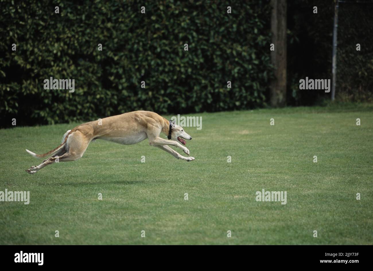 Greyhound running in yard Stock Photo - Alamy