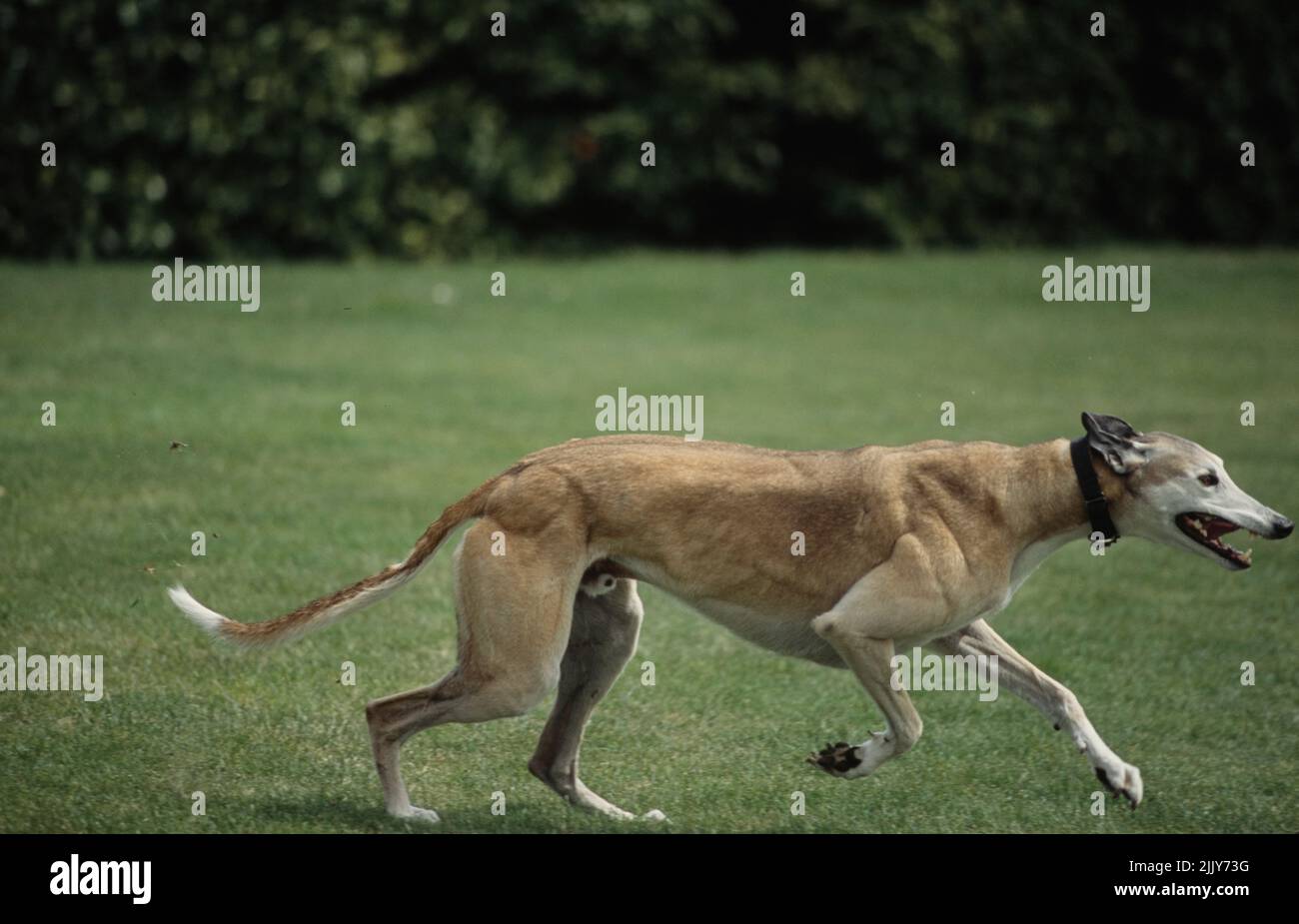 Greyhound running in yard Stock Photo - Alamy