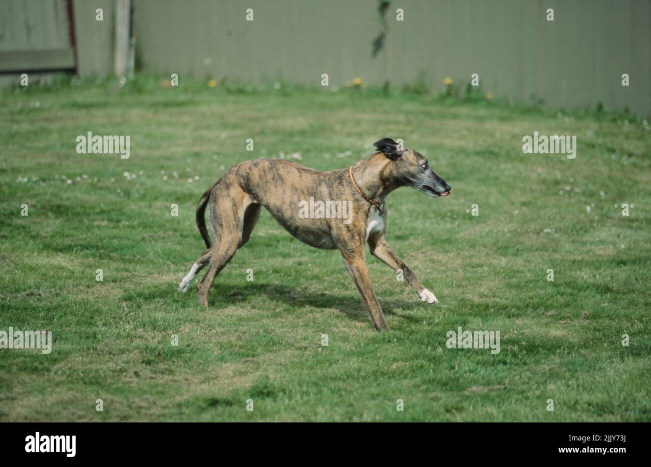 Greyhound running in yard Stock Photo - Alamy