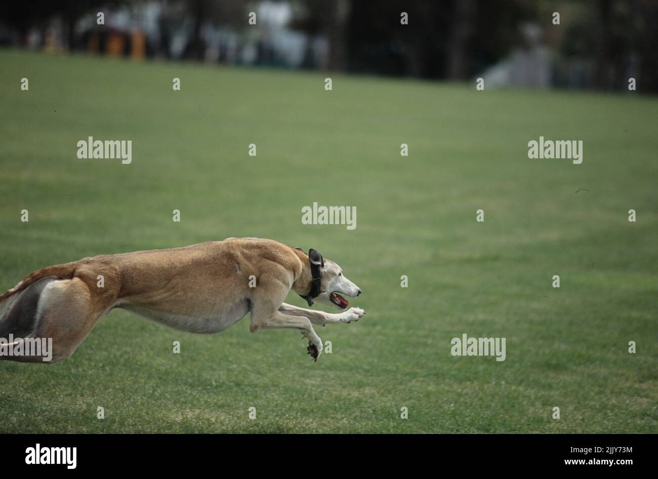 Greyhound running in yard Stock Photo - Alamy
