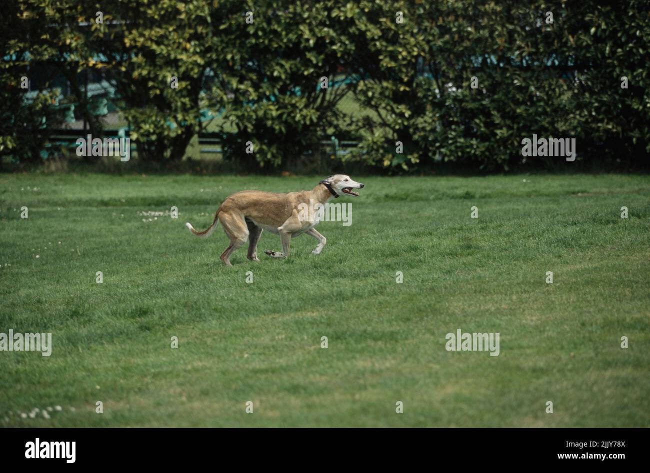 Greyhound running in yard Stock Photo - Alamy