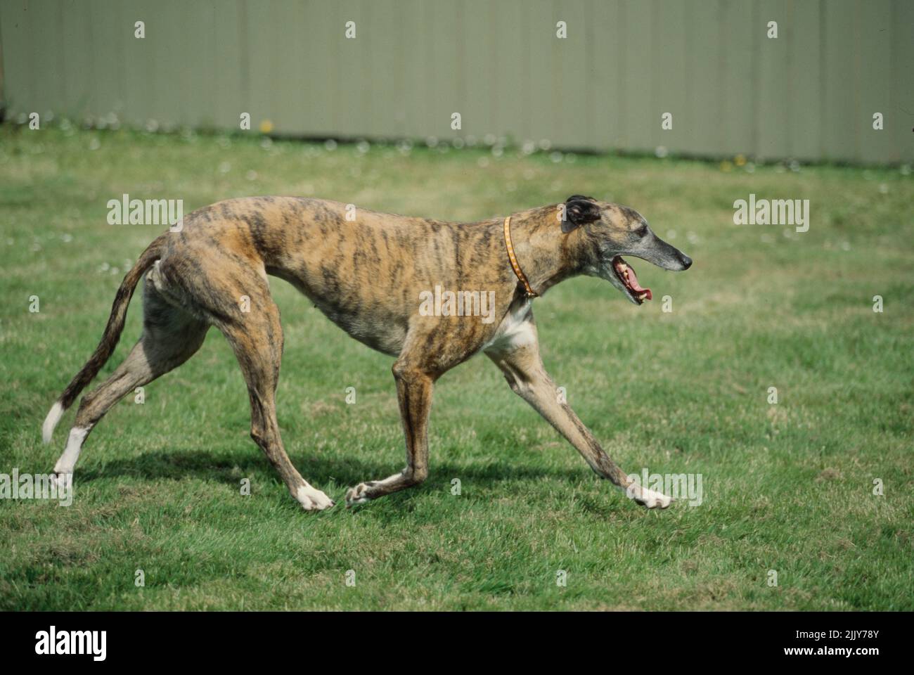 Greyhound running in yard Stock Photo - Alamy