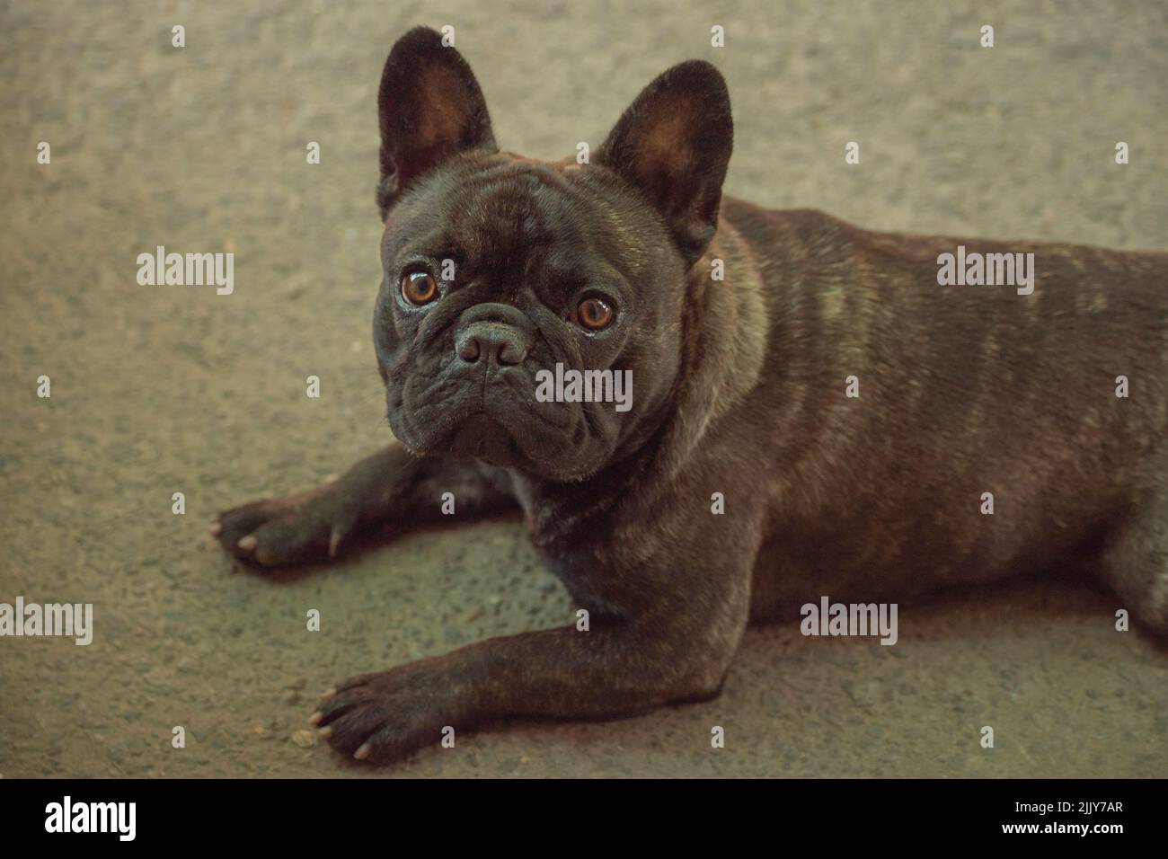 Beautiful French bulldog puppy. The dog is a French bulldog, the color ...