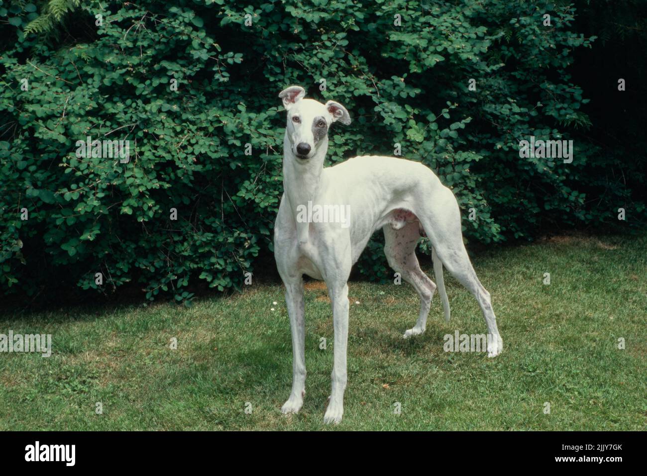 Greyhound standing in yard in front of bushes Stock Photo - Alamy