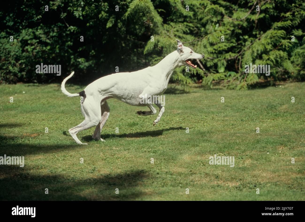 Greyhound running in yard Stock Photo - Alamy