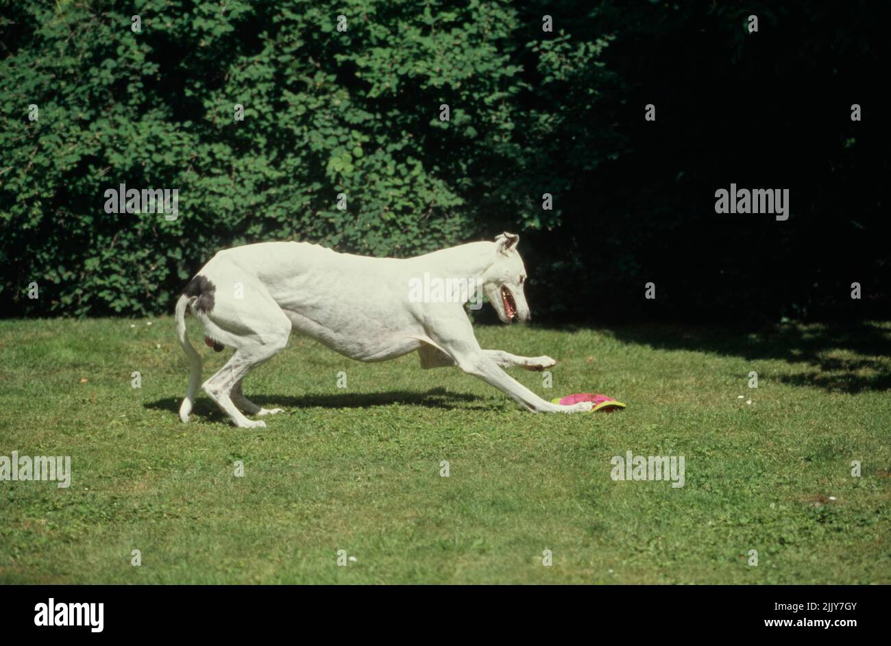 Greyhound playing with toy in yard Stock Photo - Alamy