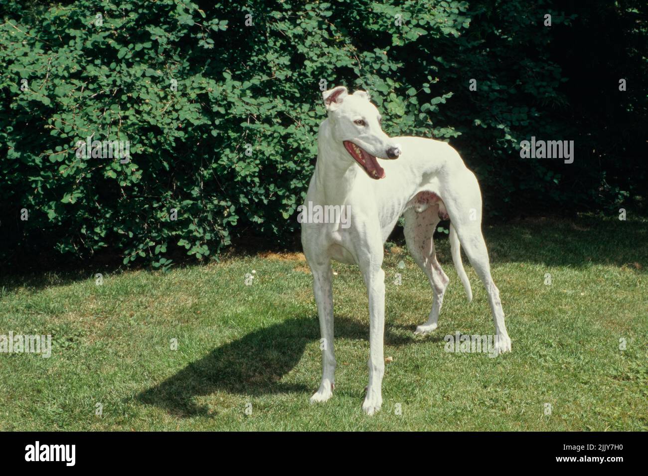 Greyhound standing in yard in front of bushes Stock Photo - Alamy