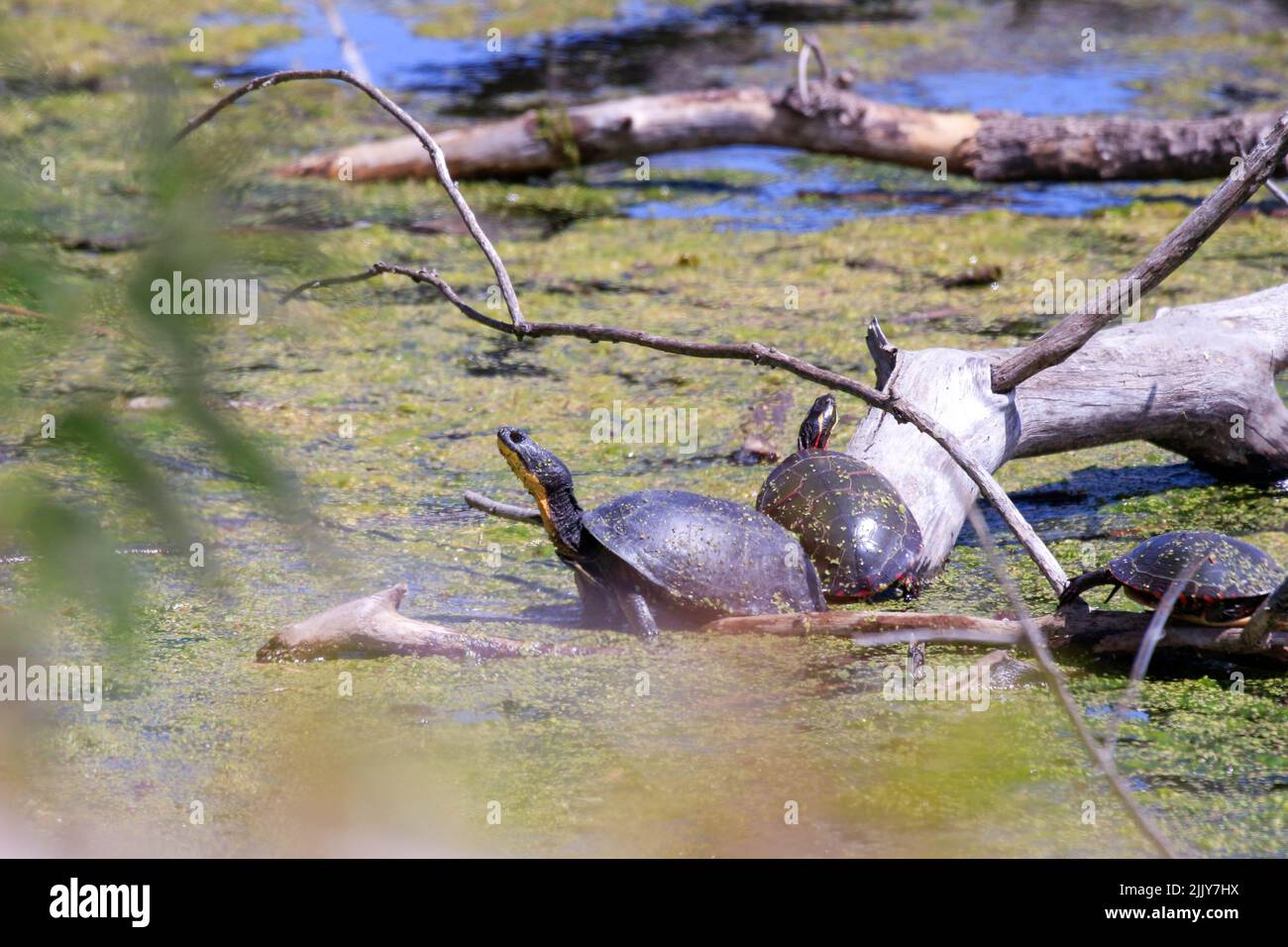 Blanding's Turtle basking on a fallen log Stock Photo - Alamy