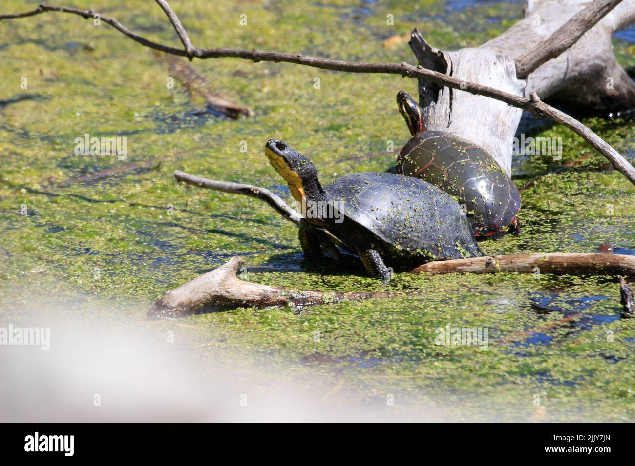 Blanding's Turtle basking on a fallen log Stock Photo - Alamy