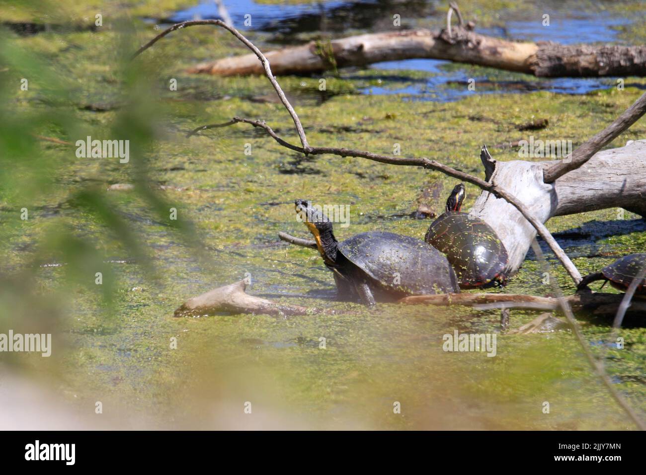 Blanding's Turtle basking on a fallen log Stock Photo - Alamy