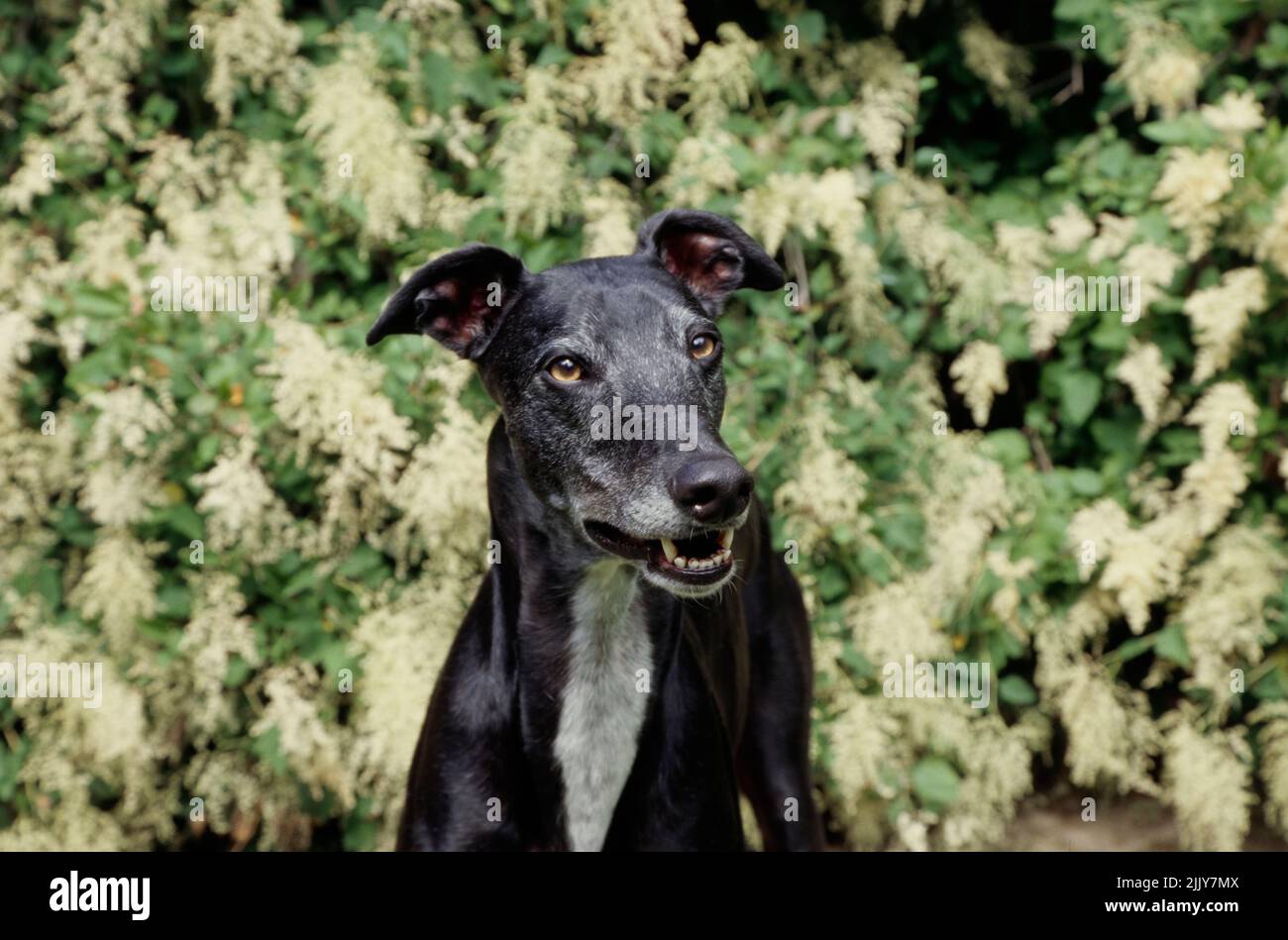 Closeup of greyhound face in front of bushes Stock Photo - Alamy