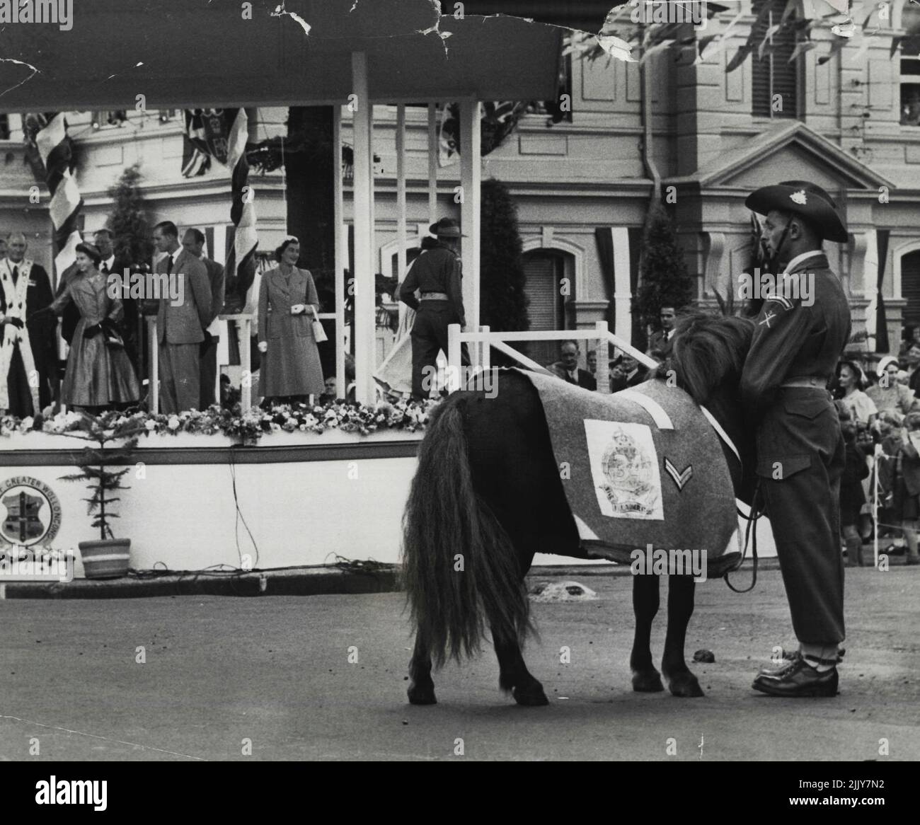 Jackie, the Shetland pony mascot of the Illawarra Regiment, stole the ...