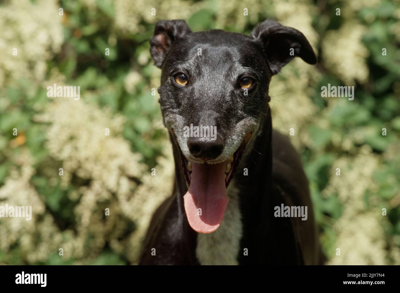 Closeup of greyhound face in front of bushes Stock Photo - Alamy