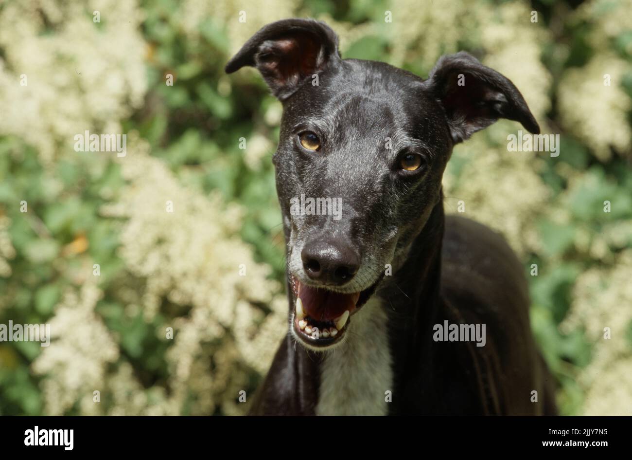 Closeup of greyhound face in front of bushes Stock Photo - Alamy