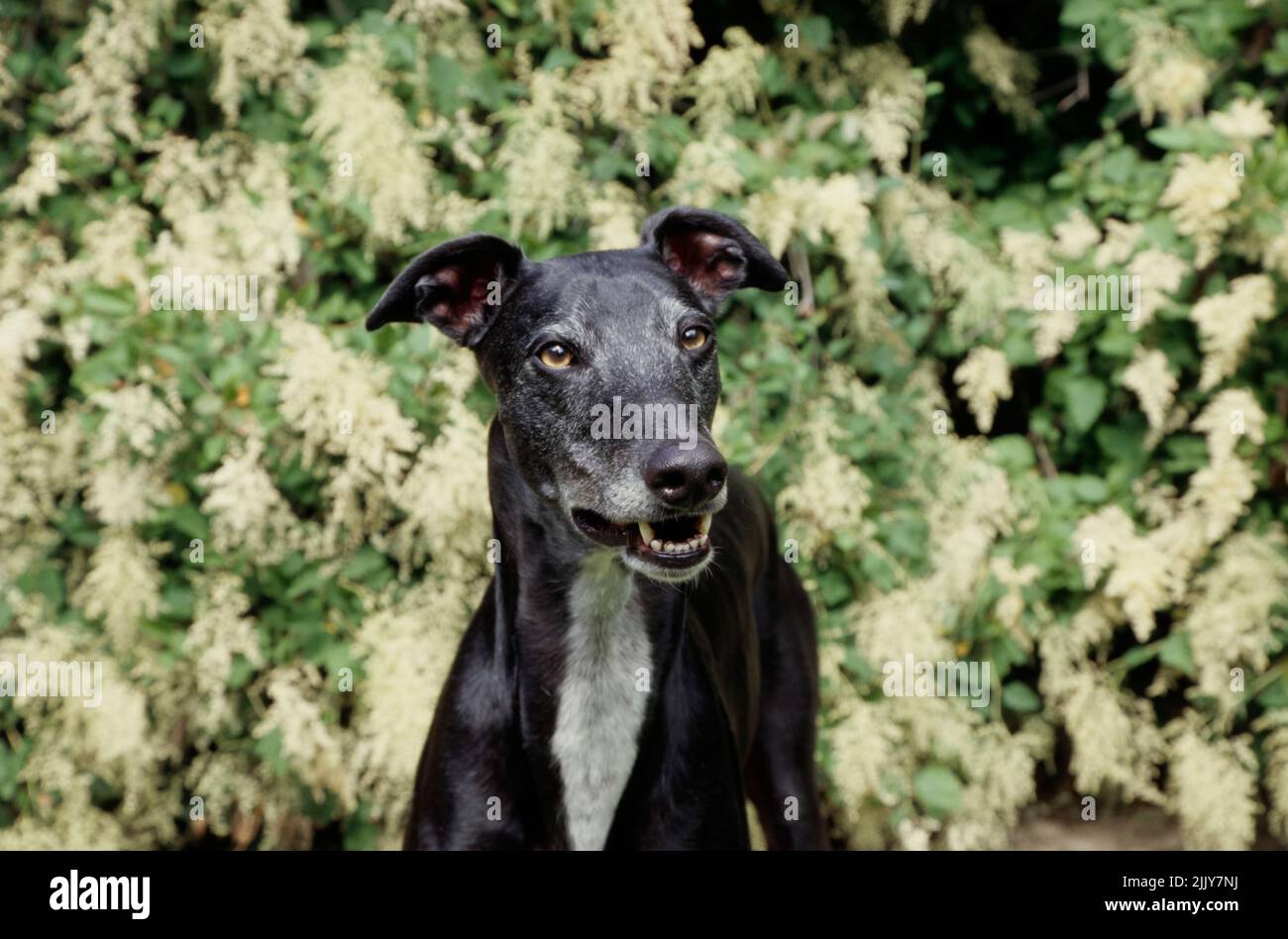 Closeup of greyhound face in front of bushes Stock Photo - Alamy