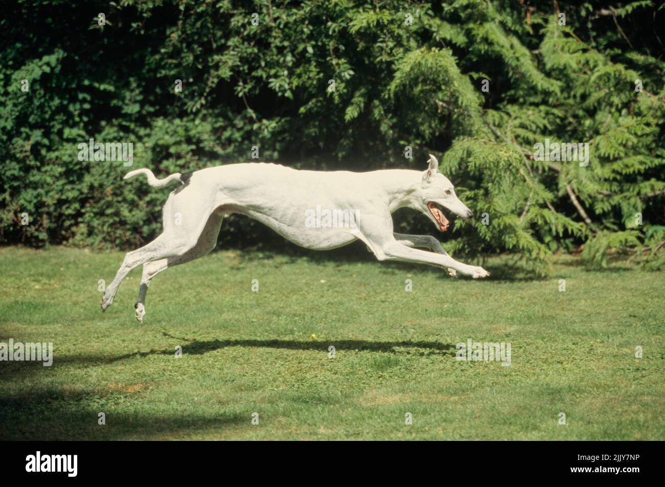 Greyhound running in yard Stock Photo - Alamy