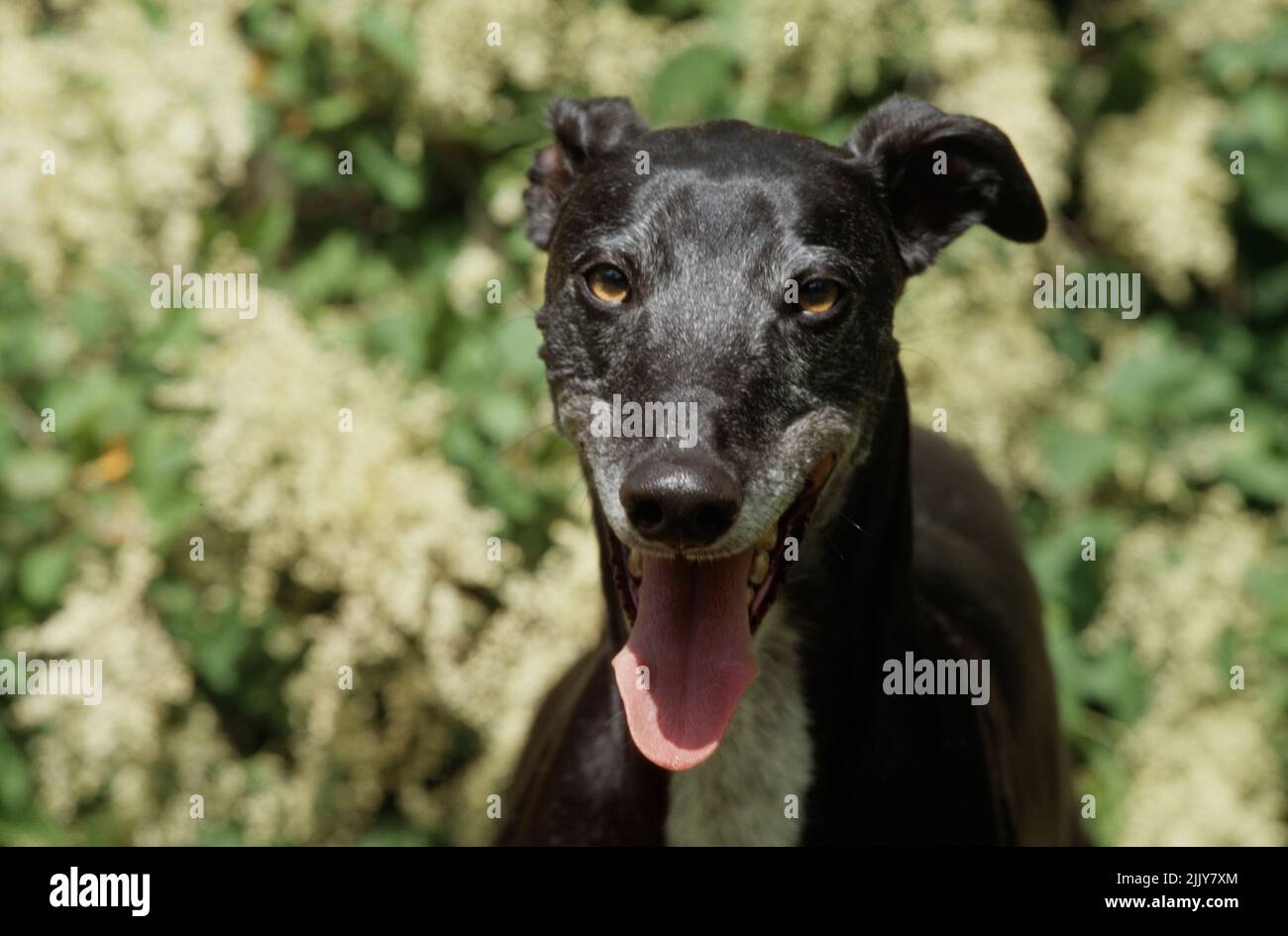 Closeup of greyhound face in front of bushes Stock Photo - Alamy