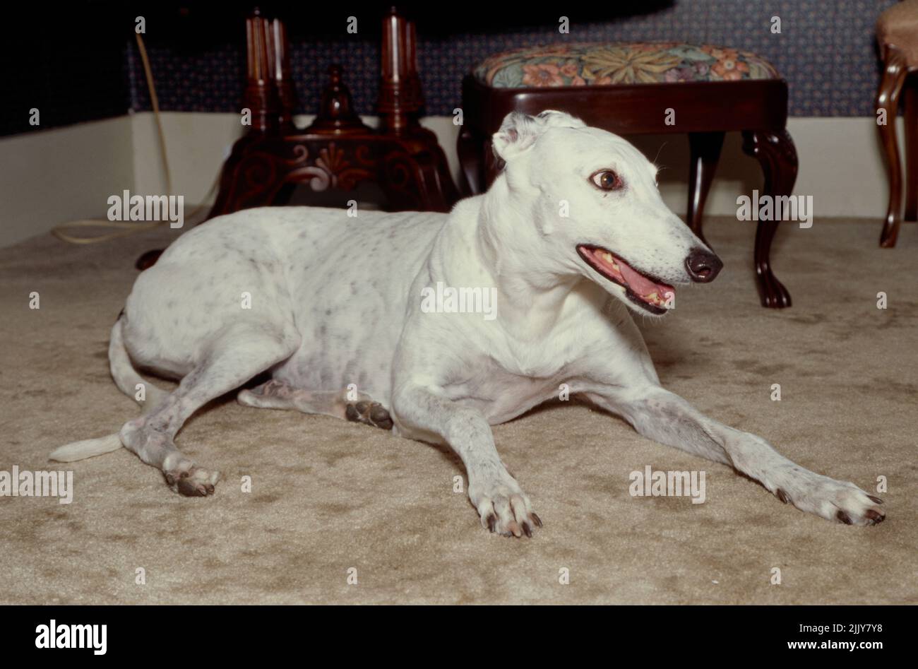 Inside laying hi-res stock photography and images - Alamy