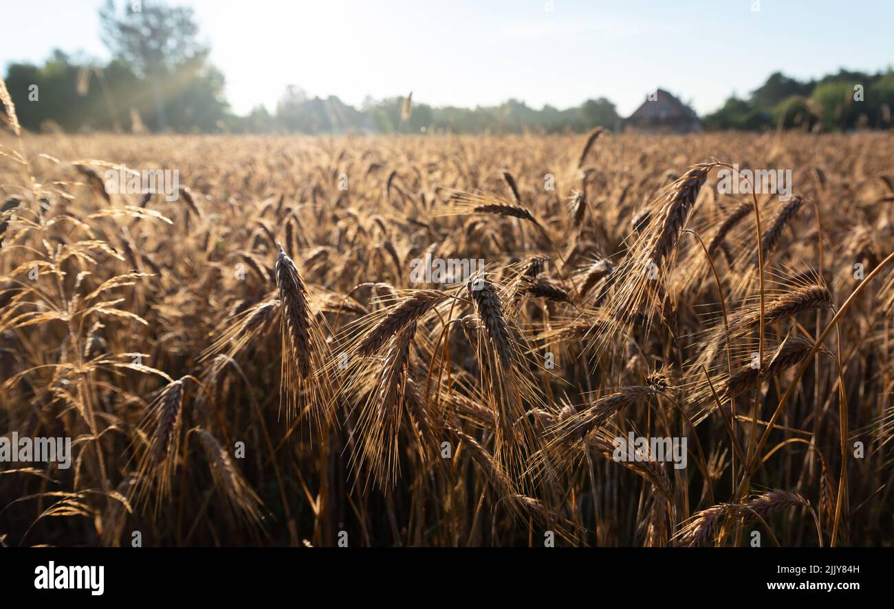 Grain ears just before harvest. Ripe rye in the field ready for the ...