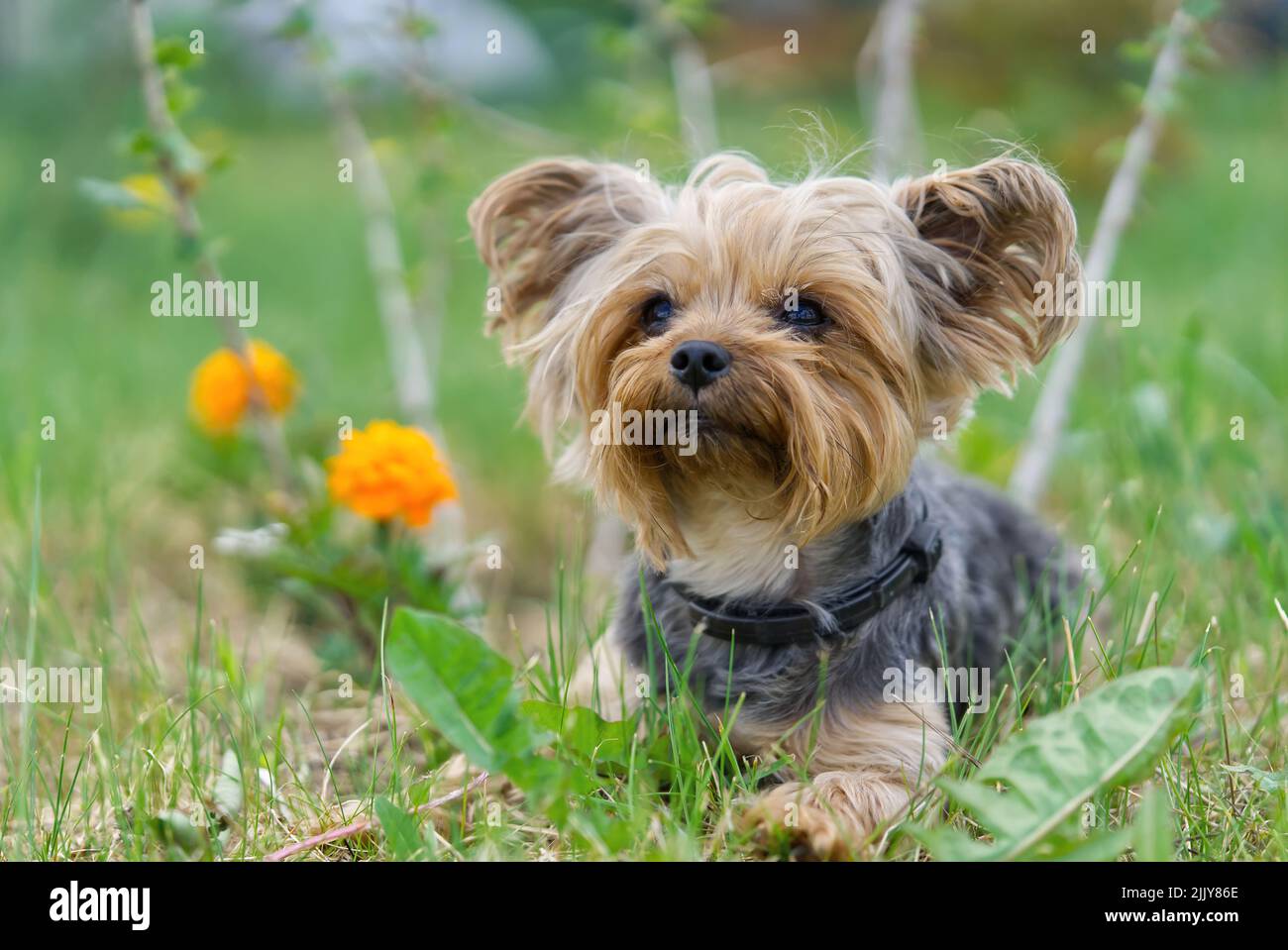 Yorkshire Terrier puppy lies in the low spring grass close to flowers ...