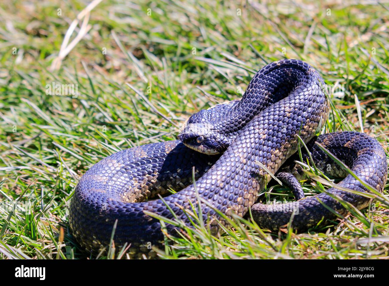 Eastern Hognose Snake with flattened neck on sandy soil with grass ...