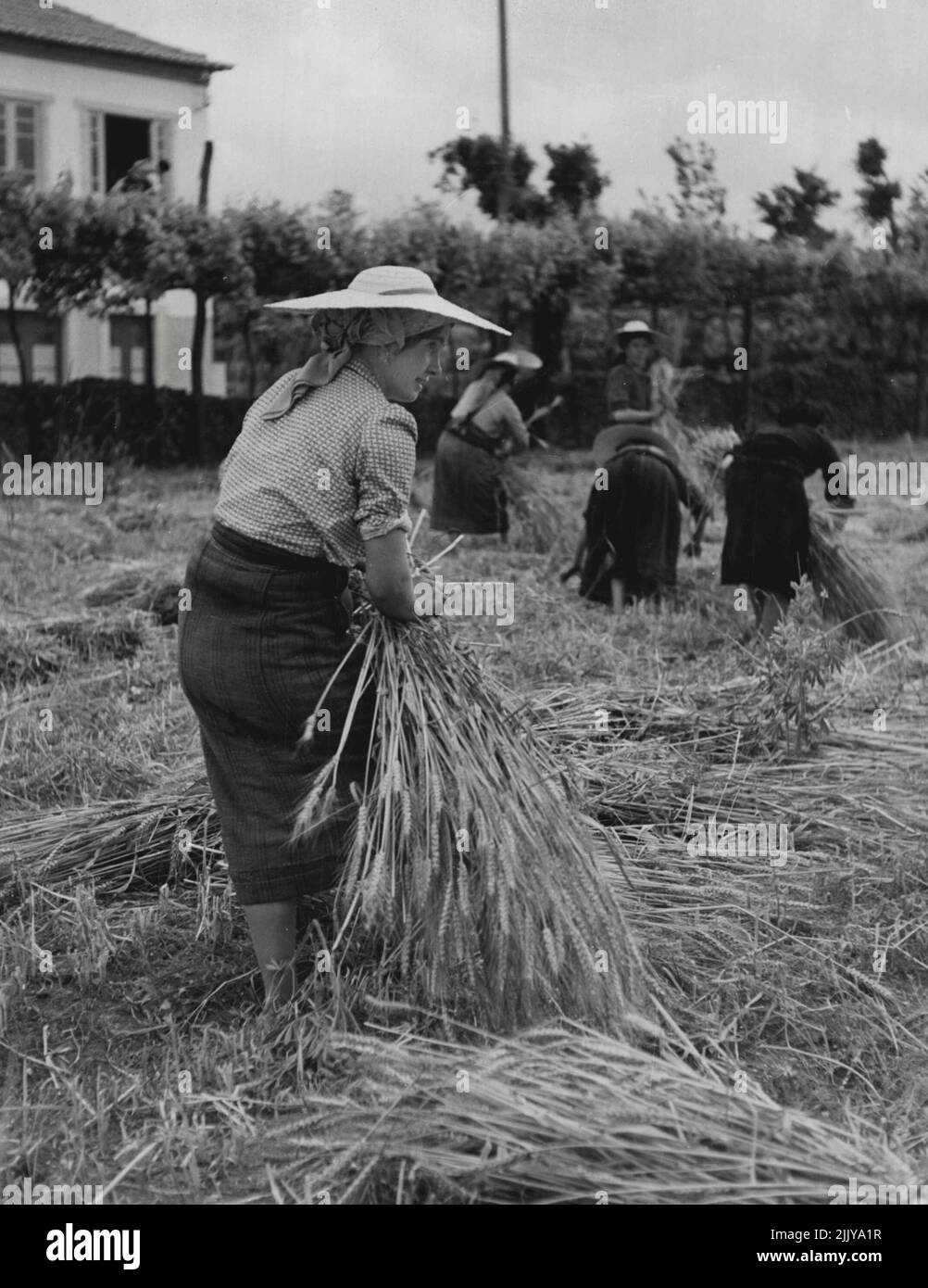 Binding crops hi-res stock photography and images - Alamy