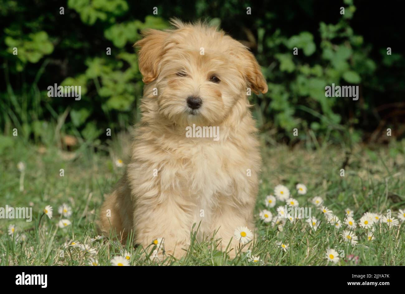 Apricot Havanese