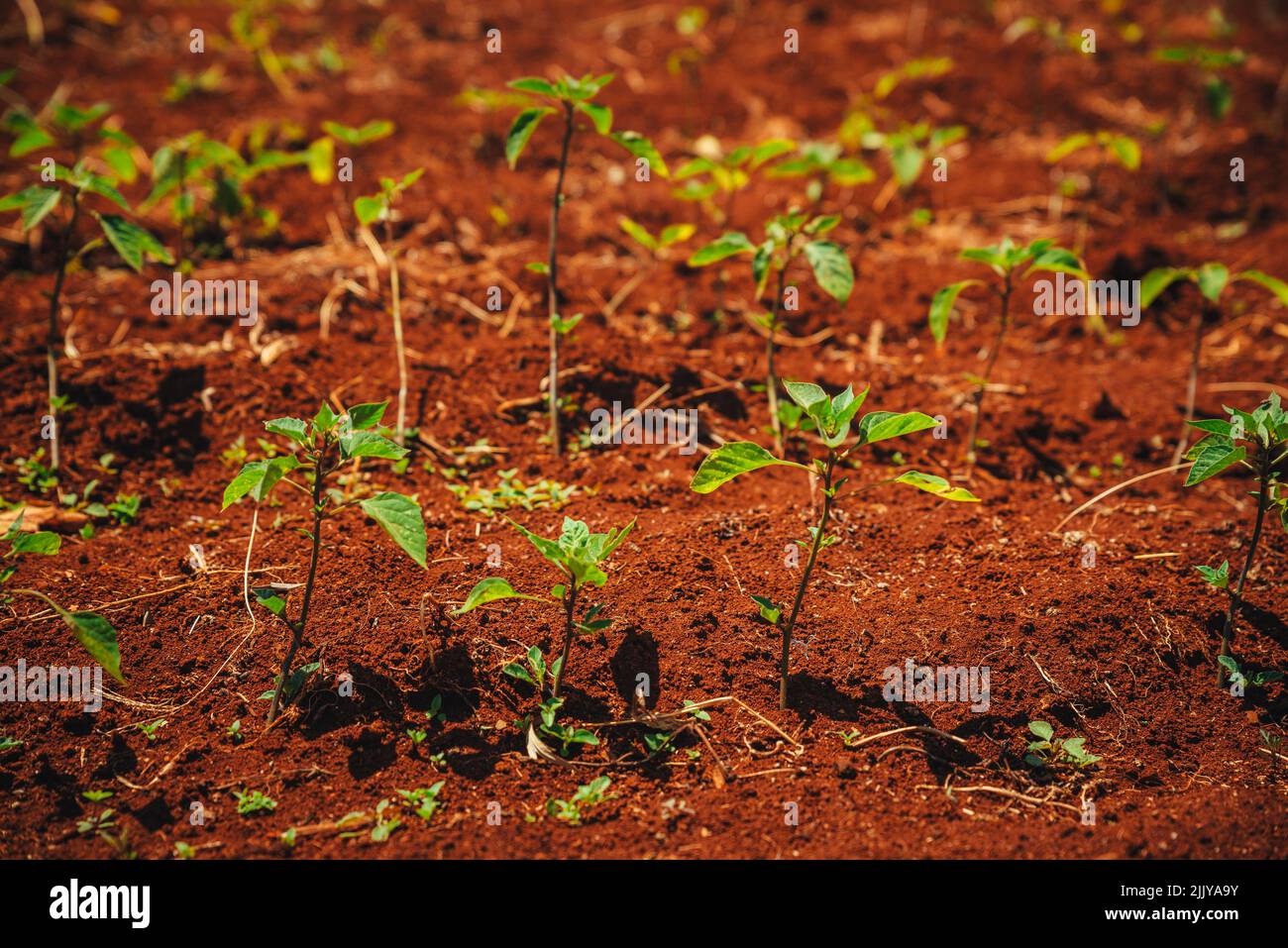 Kava, African plant in the garden planted in Africa in the city of iten ...