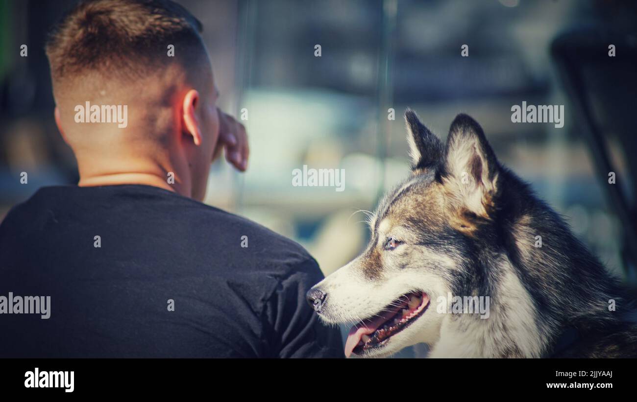 Closeup shot male husky hi-res stock photography and images - Alamy