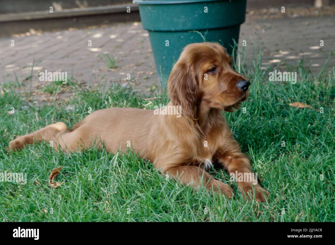 Irish Setter puppy in grass Stock Photo - Alamy