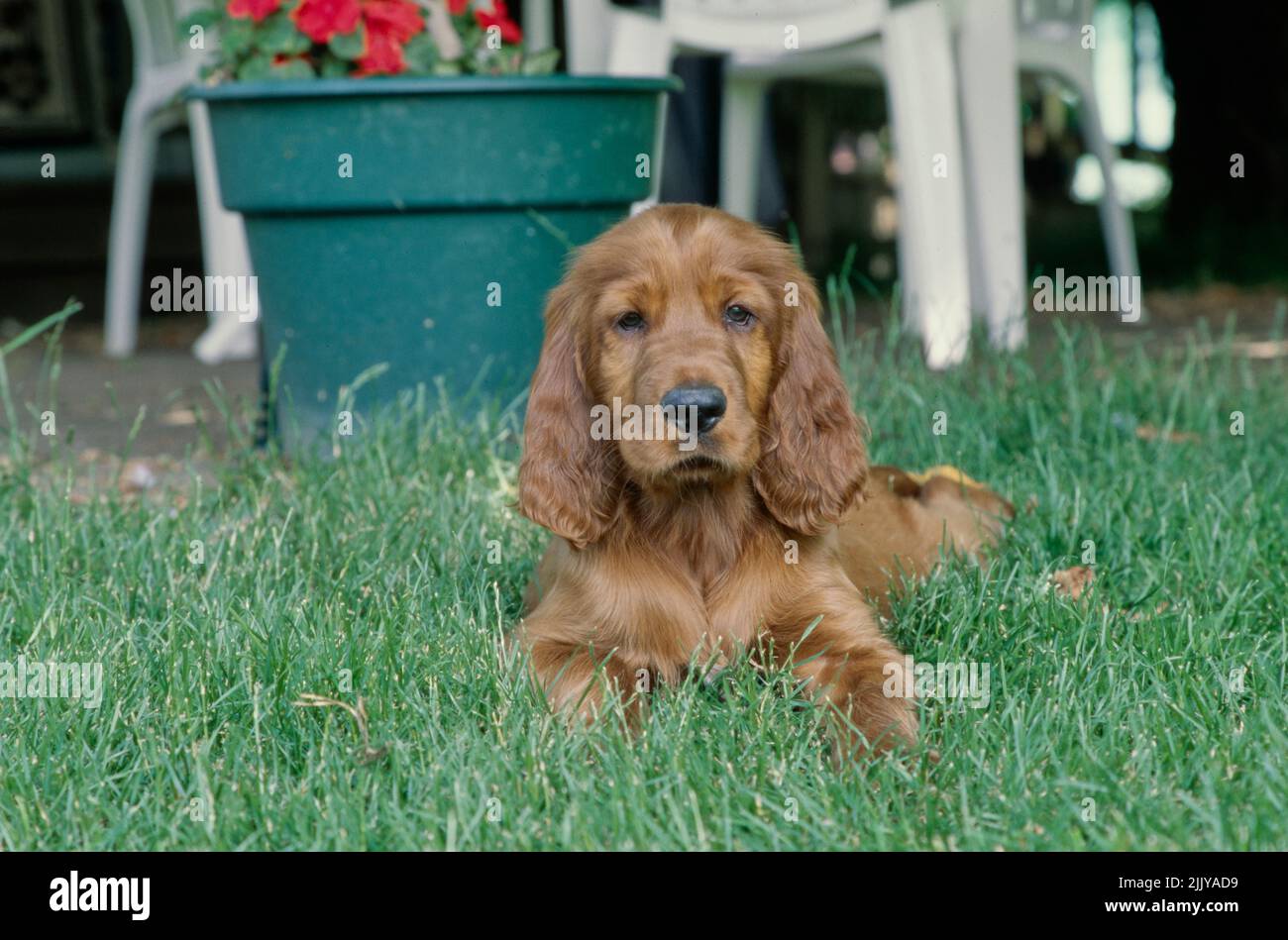 Irish Setter puppy in grass Stock Photo - Alamy
