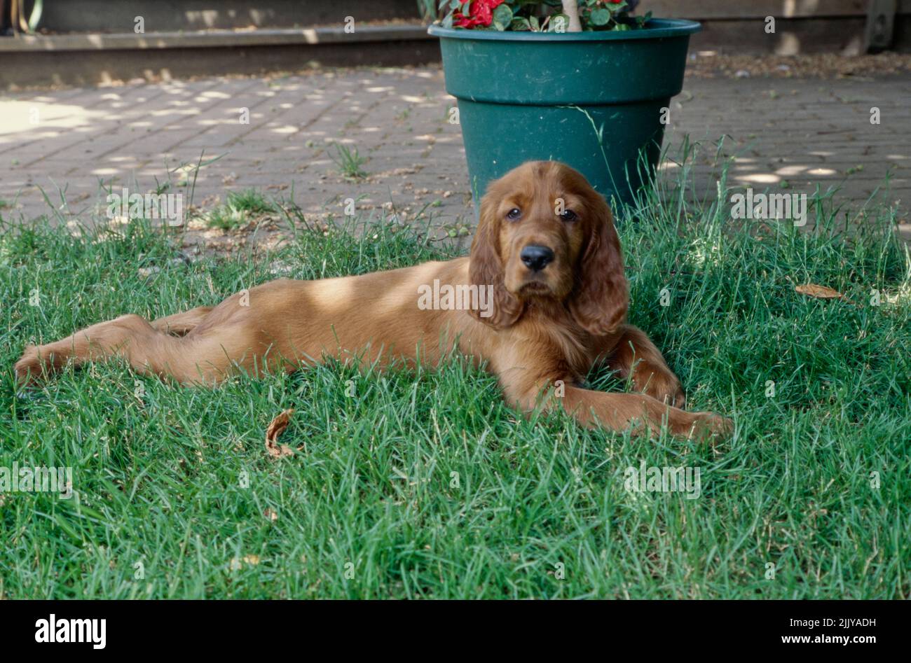 Irish Setter puppy in grass Stock Photo - Alamy