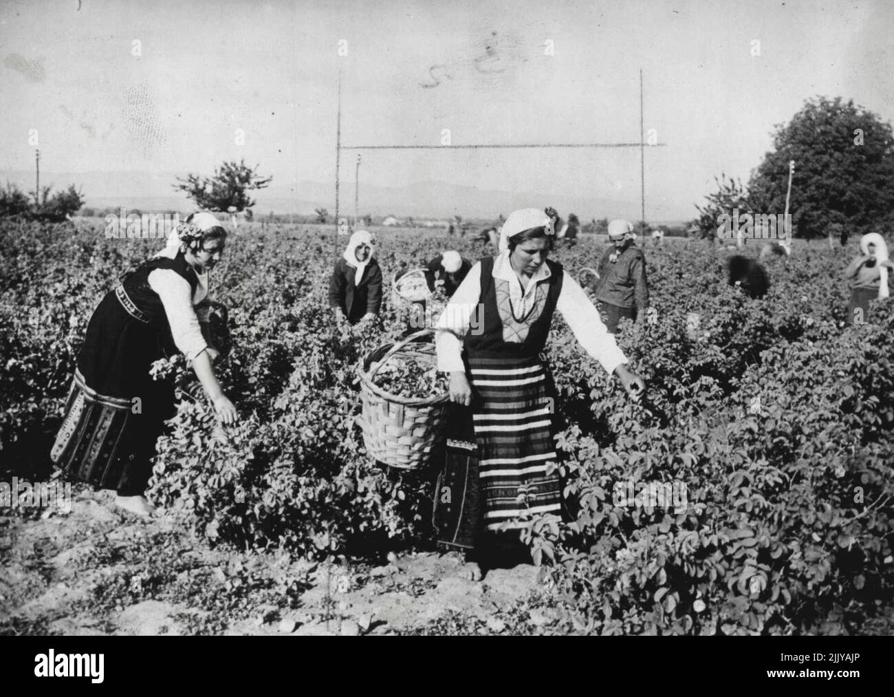 Summertime Heyday Rose harvest in Rosental in Sofia (Bulgaria). August ...