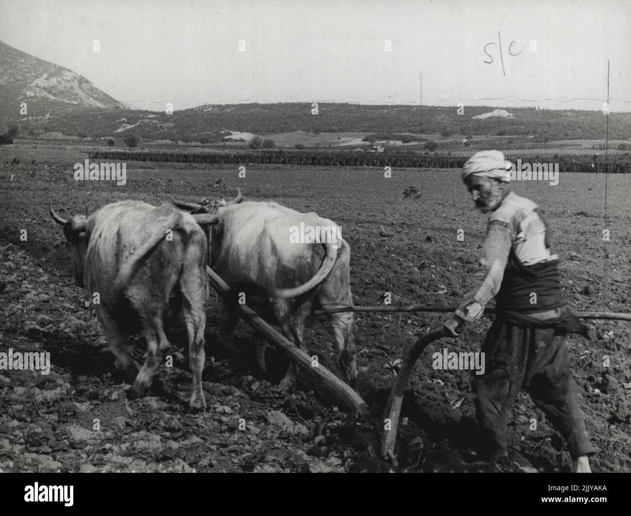 In Bulgaria, the farmer plowing even with the primitive hand plow ...