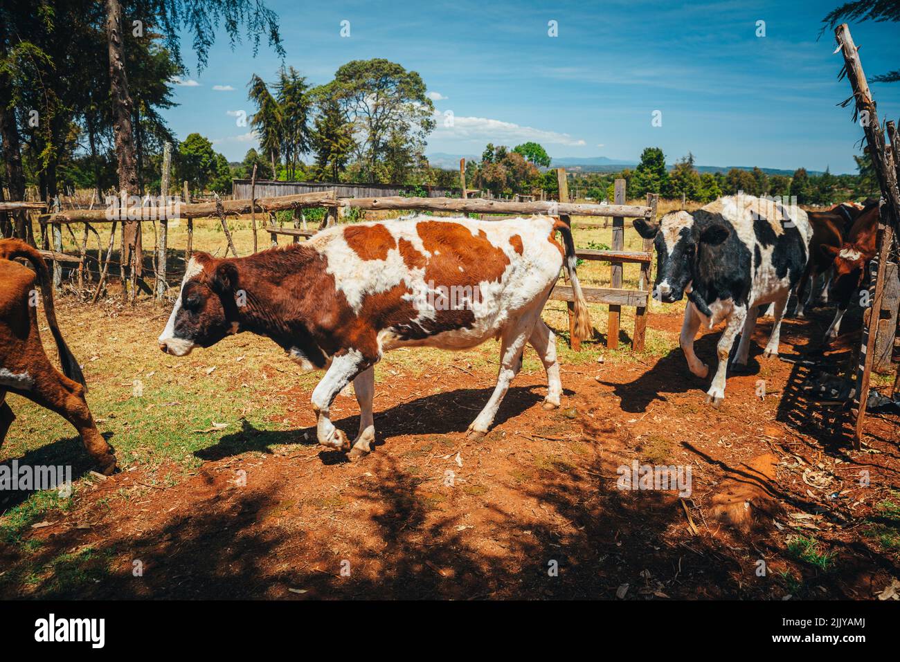 Cows on a Kenyan farm in Africa. Agriculture is a source of livelihood ...