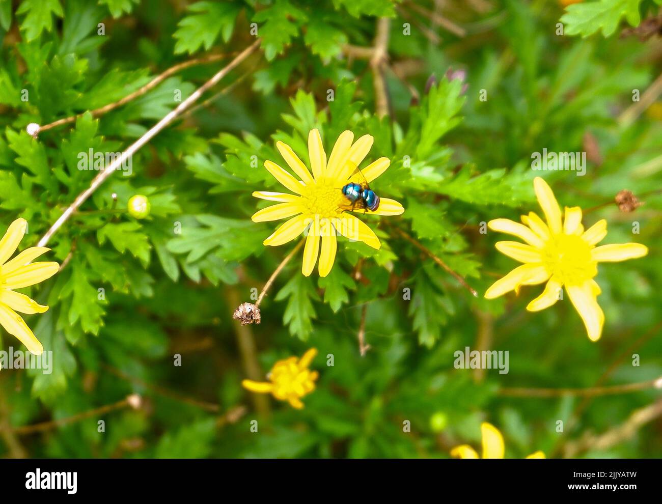 Beautiful colorful flowers at the garden Stock Photo - Alamy