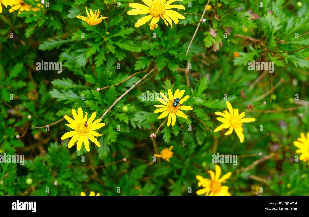 Beautiful colorful flowers at the garden Stock Photo - Alamy