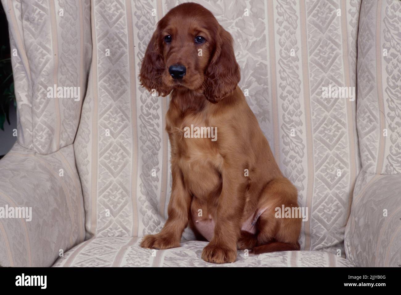 Irish Setter puppy on couch Stock Photo - Alamy