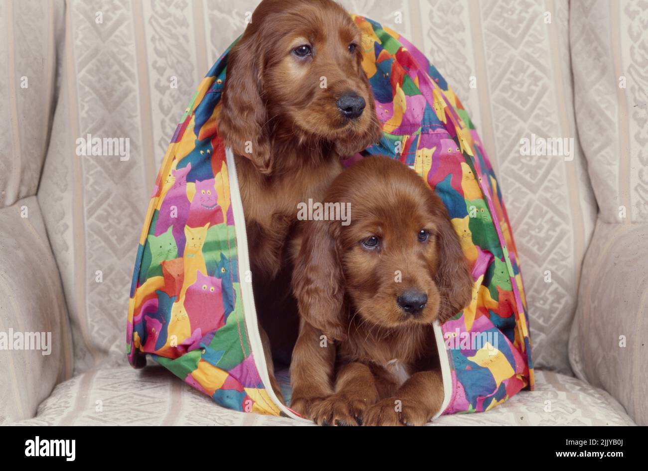 Irish Setter puppies on couch in carrier Stock Photo - Alamy