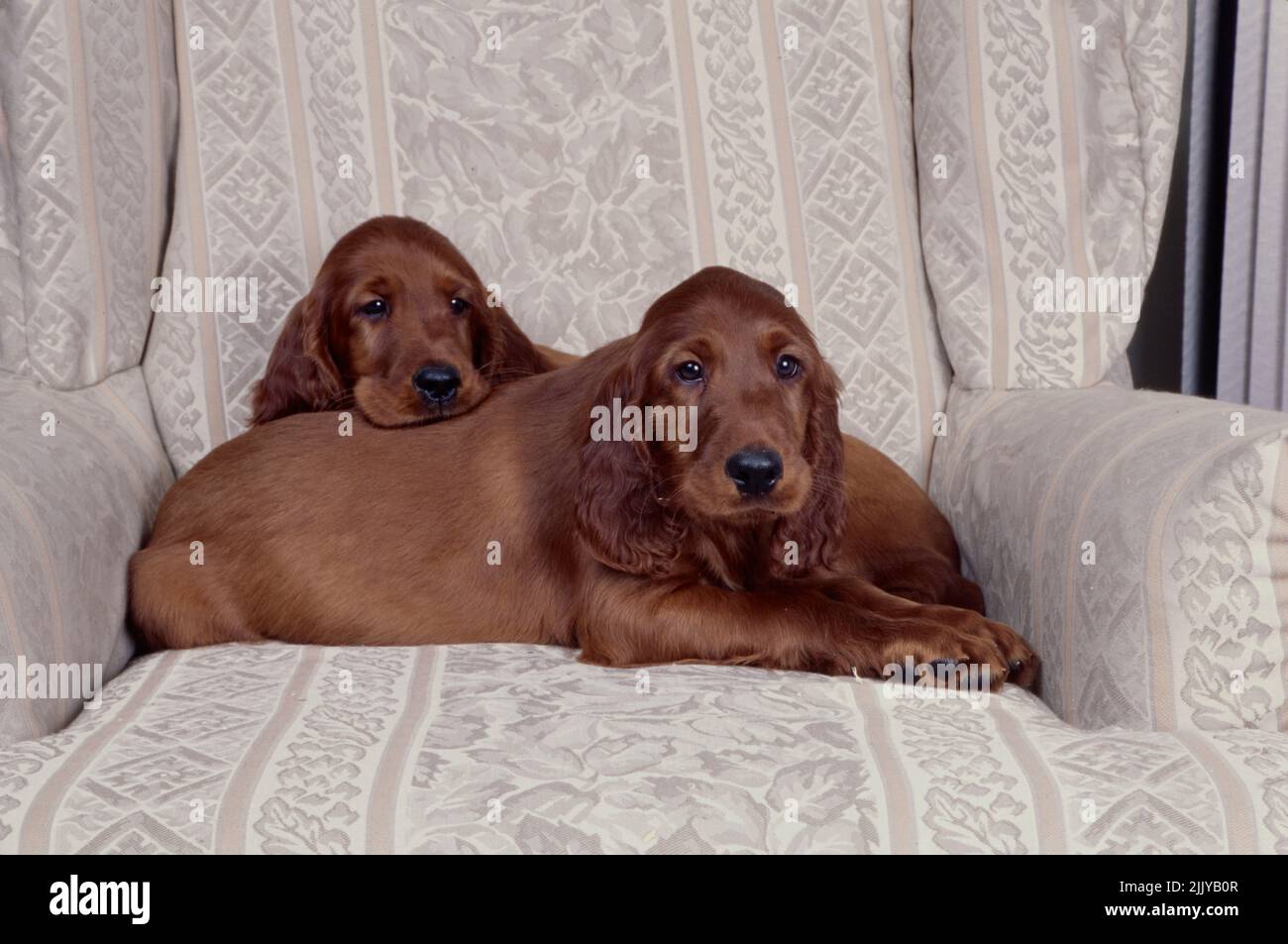 Irish Setter puppies on couch Stock Photo - Alamy