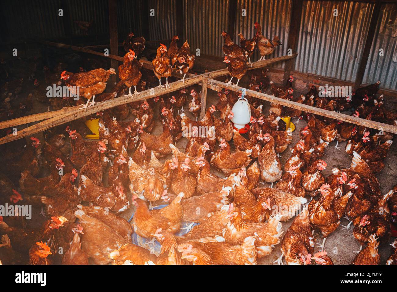 A lot of chickens on the farm. Hens in cramped conditions Stock Photo ...